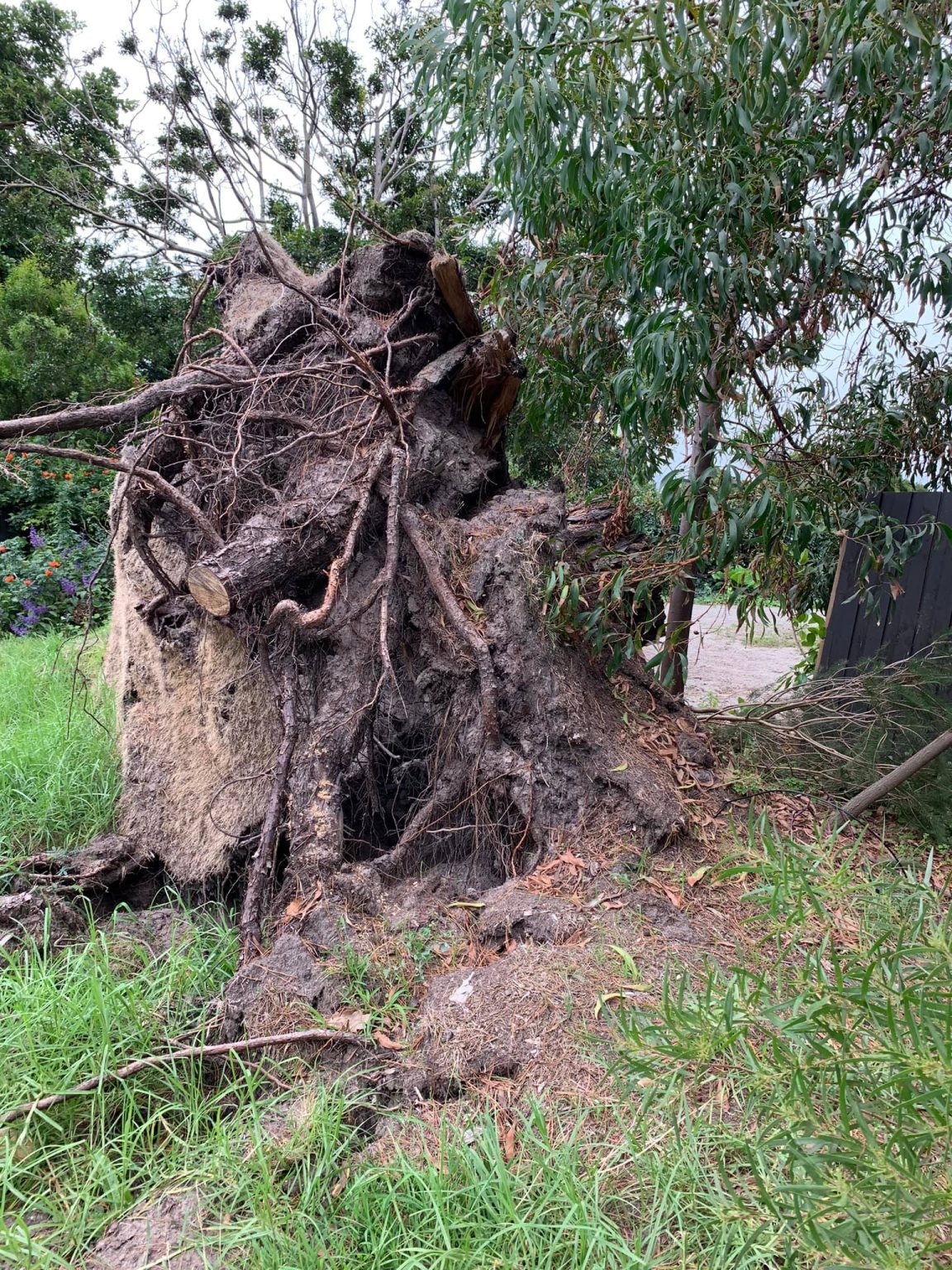 Tree Removal Mt Eliza - VIC | Melbourne Tree Company